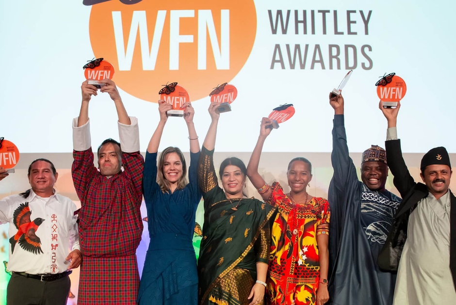 Lo sciacallo dorato, il canide dagli occhi gialli, è arrivato in Italia ...