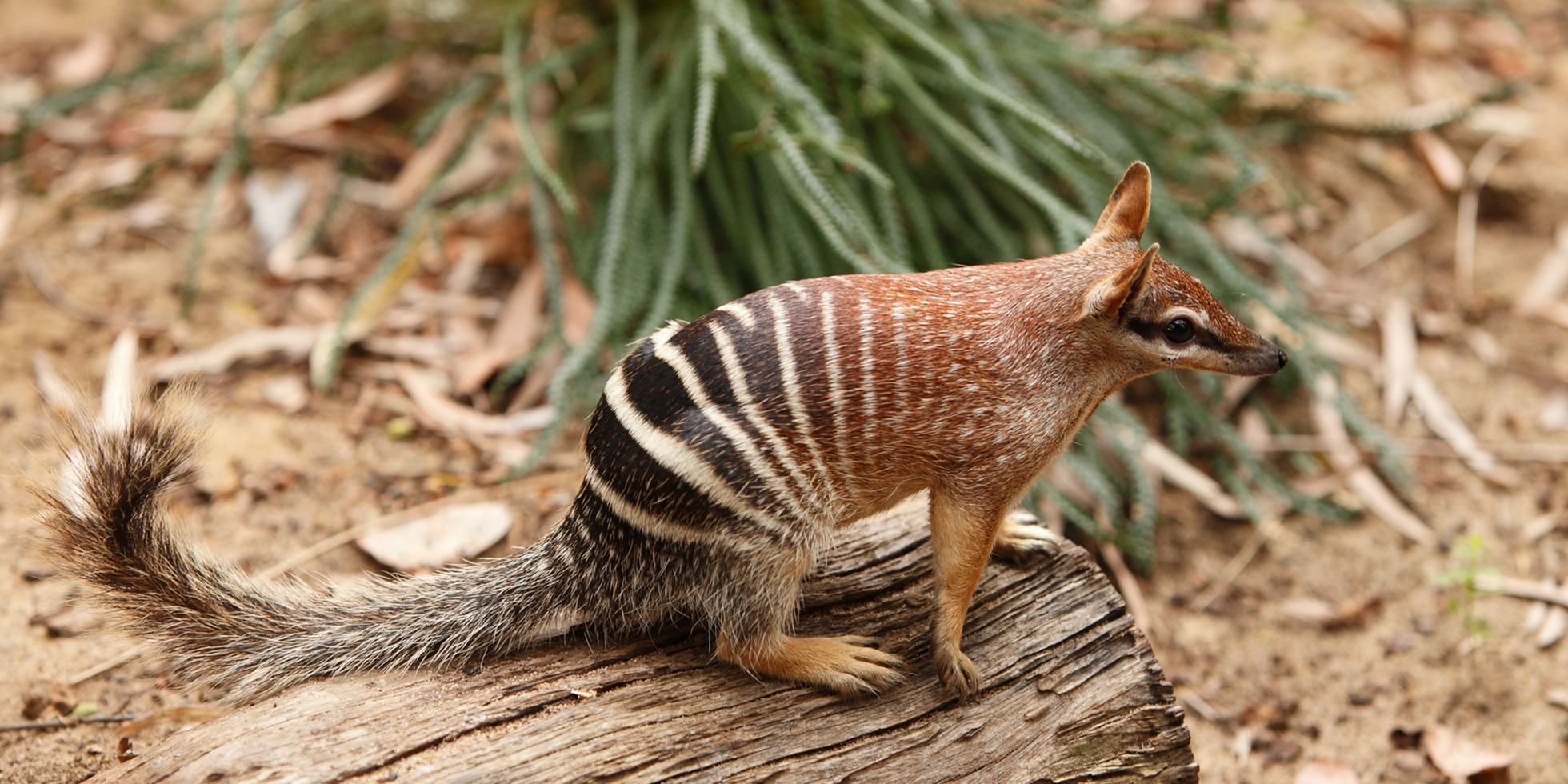 Dieci, cento, mille modi per salvare il numbat, una specie simbolo dell ...