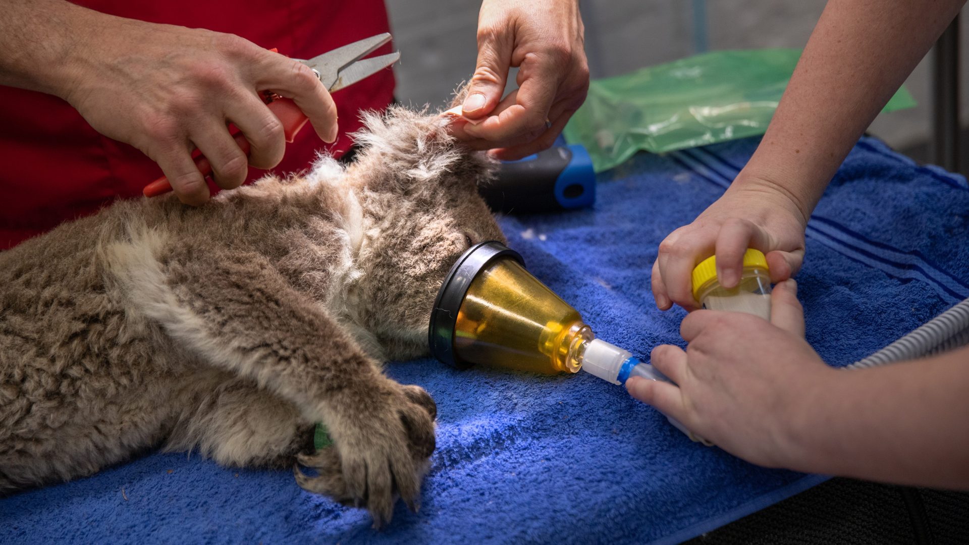 Australia. Koala minacciati dalla clamidia e dal riscaldamento globale ...