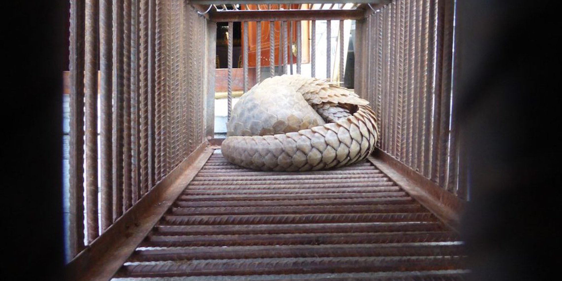 Laos, the ups and downs of the illegal wildlife trade in a Chinese ...