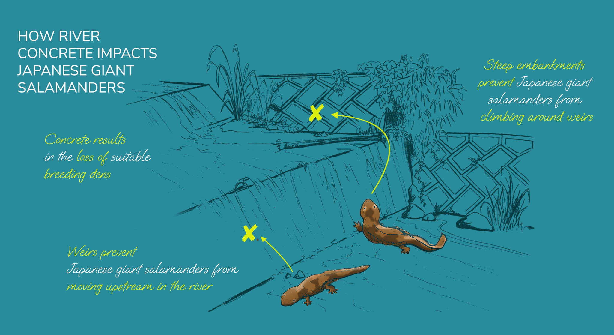 Saving the Japanese giant salamander from concrete - LifeGate