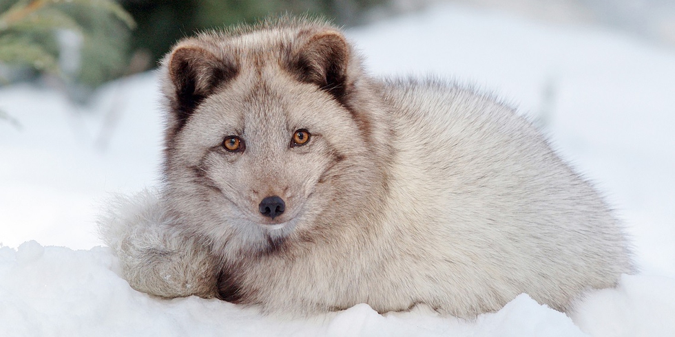 The Arctic fox returns to Finland after 20 years of absence - LifeGate