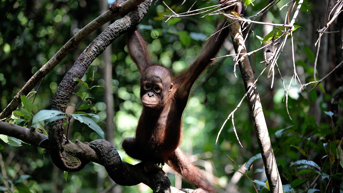 The Earth has lost 58% of its wildlife in the past 40 years - LifeGate