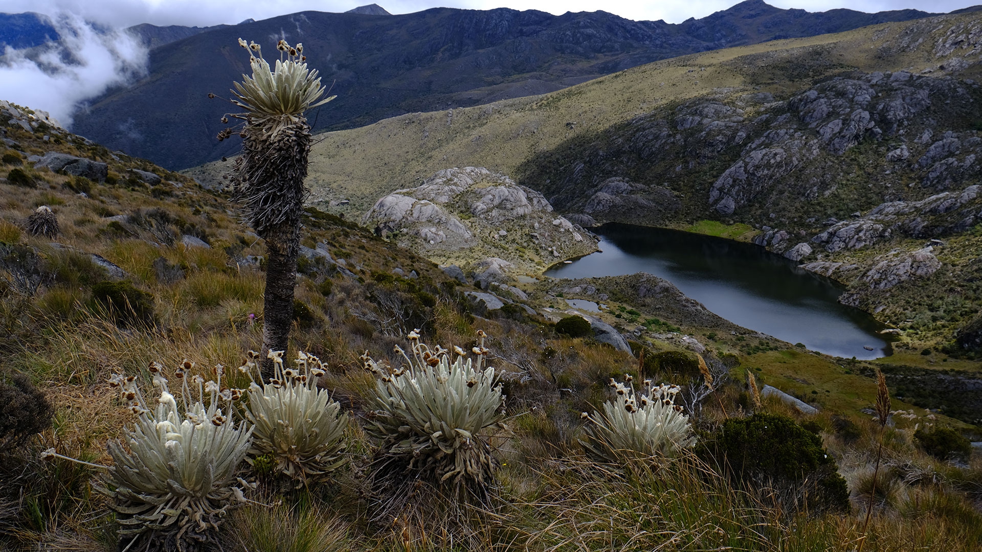 Celina Suárez Mantilla protecting the páramo of Santurbán - LifeGate