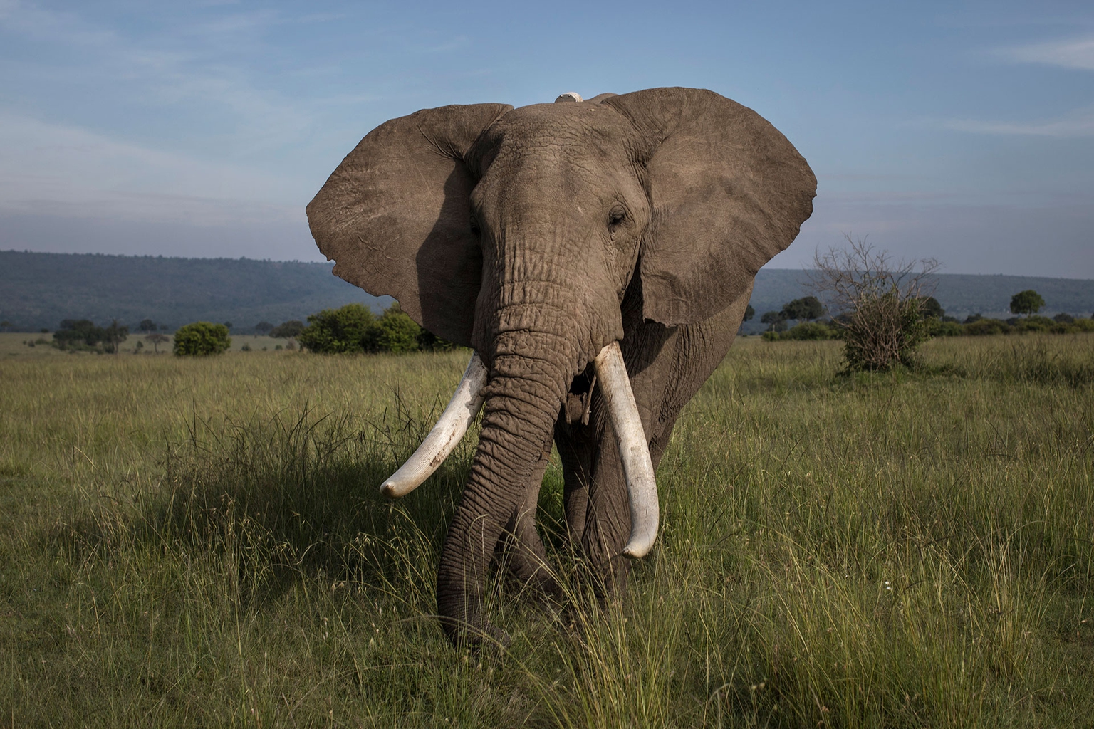 Entrambe le specie di elefante africano rischiano l’estinzione - LifeGate