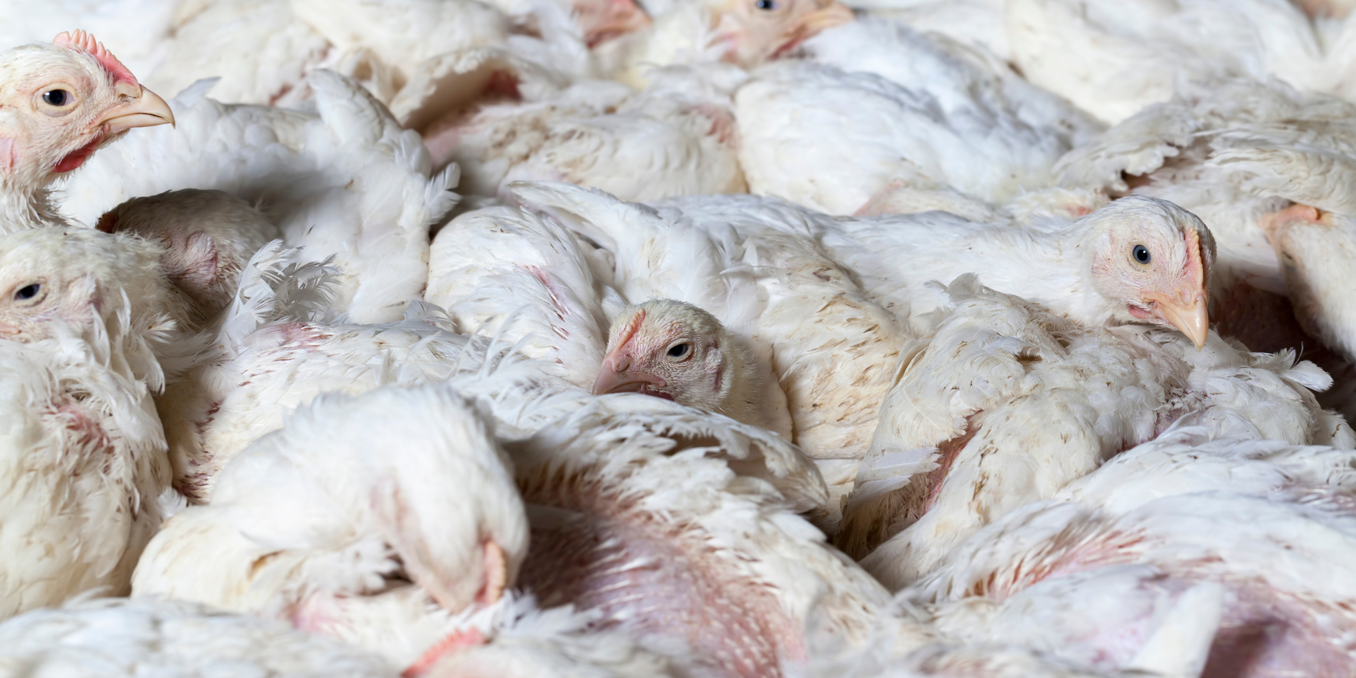 Polli broiler: perché l'Ue deve fermare gli allevamenti - LifeGate