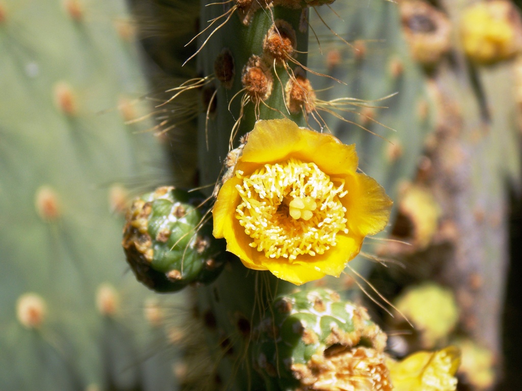 Plant behaviour finally recognised as a form of intelligence - LifeGate