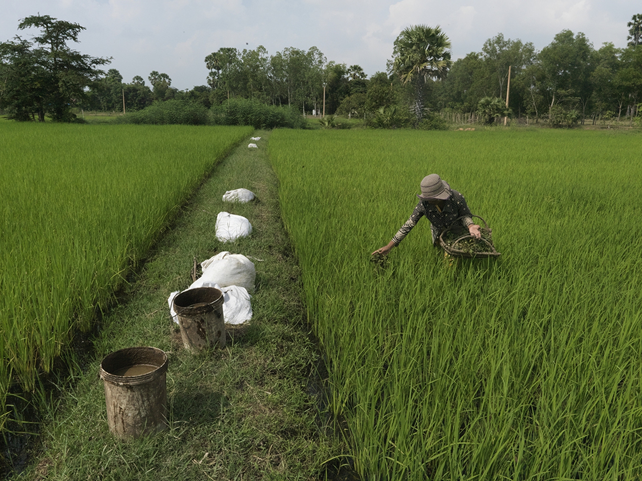 Food for life, Greenpeace exhibits sustainable farming - LifeGate