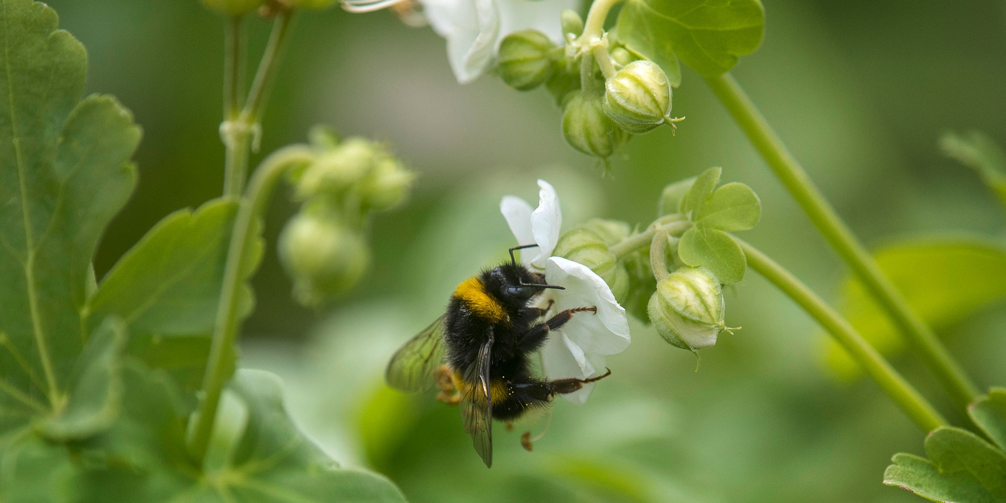 I bombi si adattano ai cambiamenti climatici, ma rischiano l'estinzione