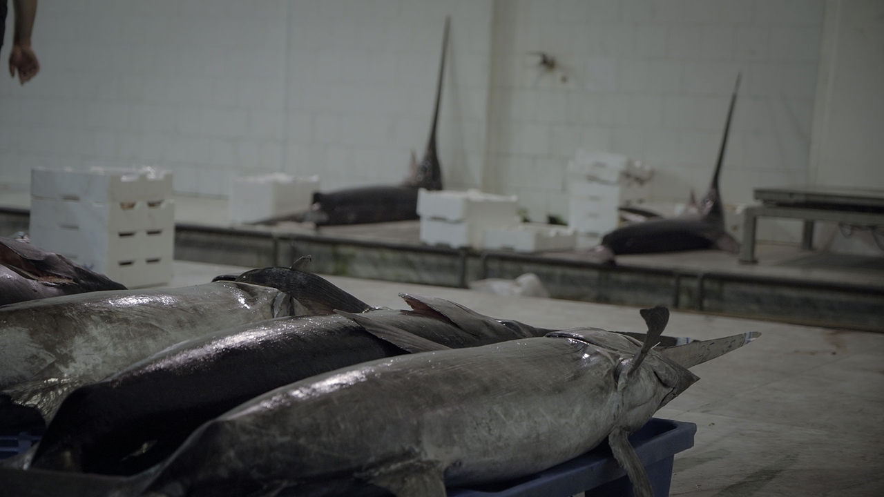 La guerra del pesce nel Mediterraneo, un mare sempre più caldo e inquinato