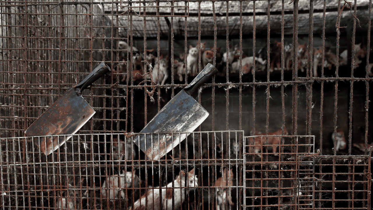 Al via il festival di Yulin con il solstizio d'estate - LifeGate