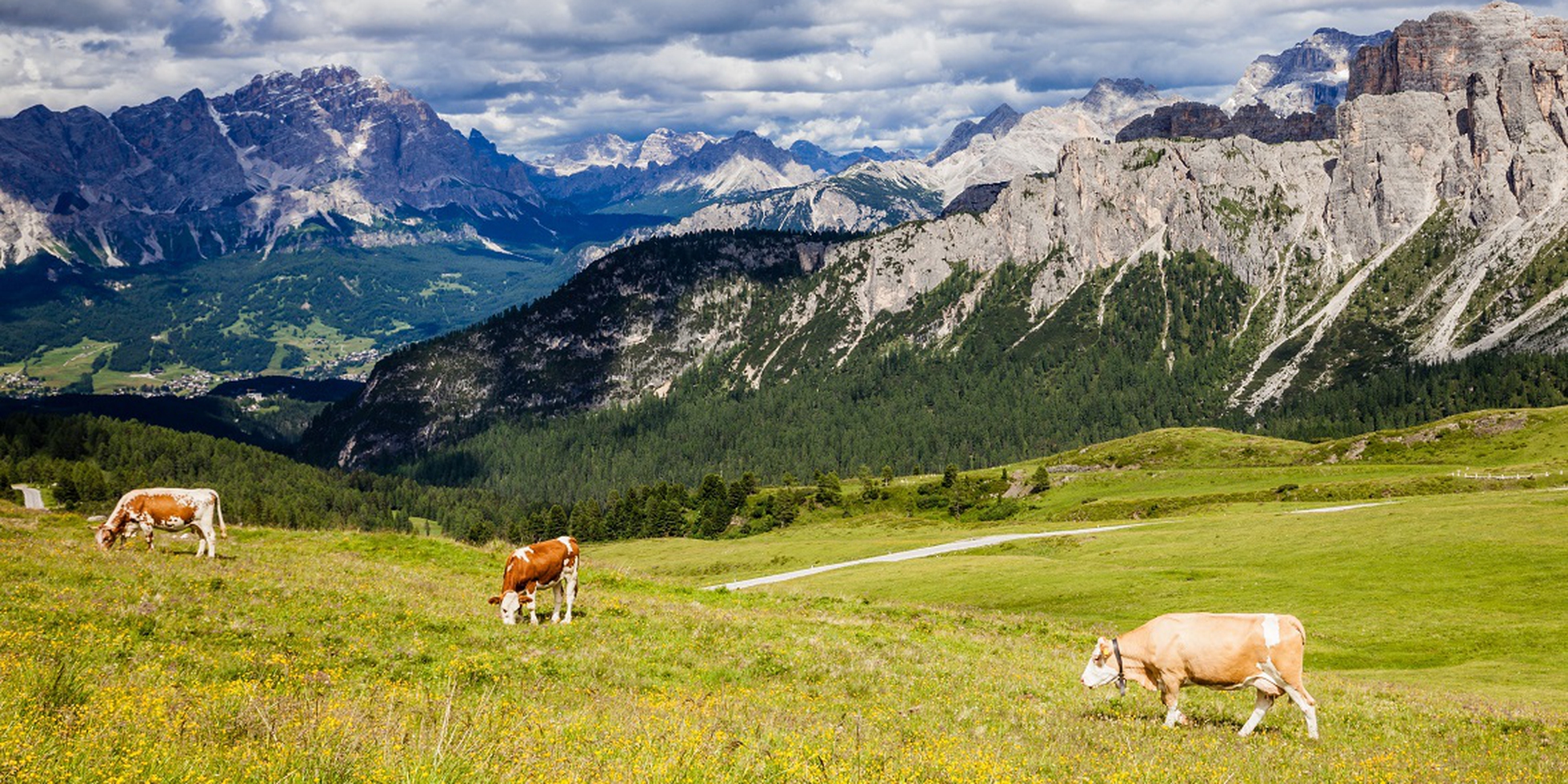 Pastoralp, il progetto per salvare i pascoli alpini dai cambiamenti ...