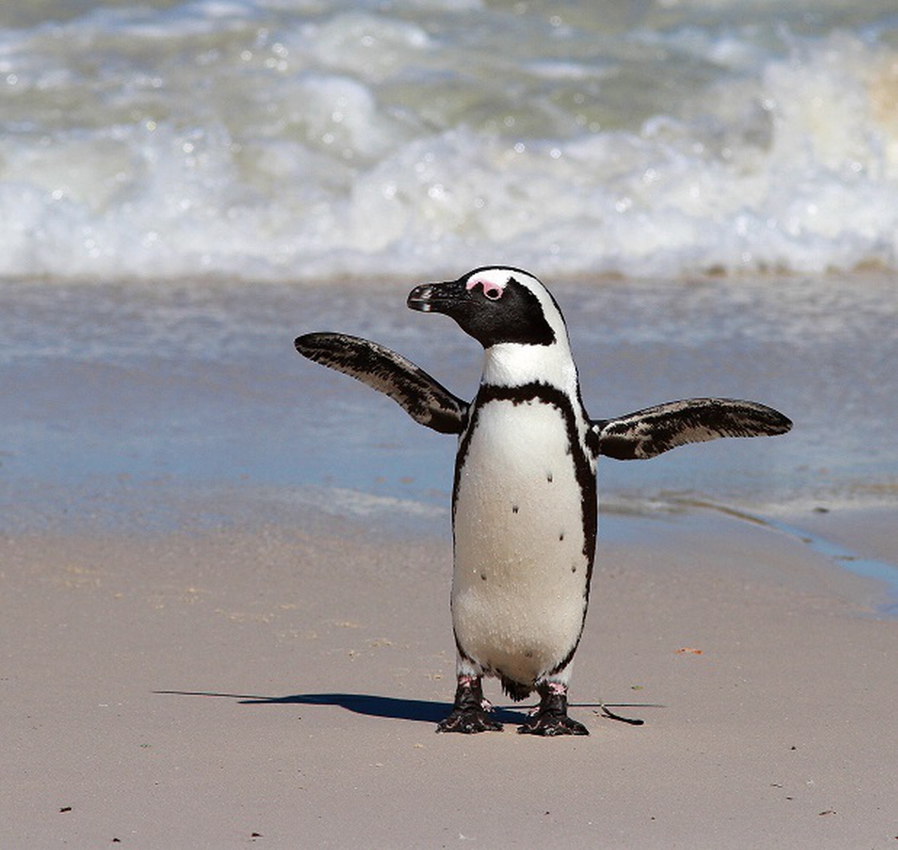 Il 20 gennaio si celebrano i pinguini - LifeGate