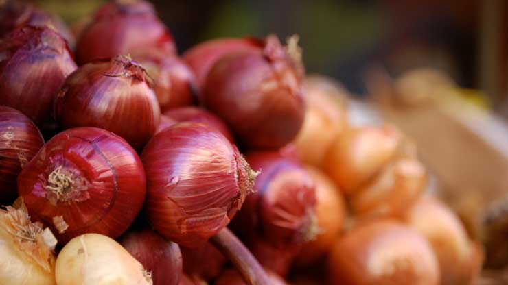 Rossa di Toscana onions, treasure trove of antioxidants and anti-cancer ...