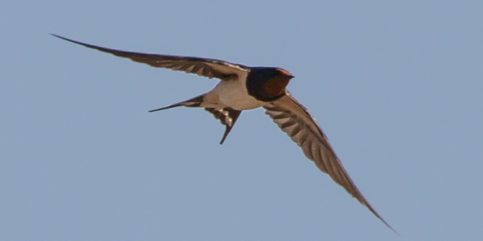 È stato scoperto il pangenoma della rondine, il suo dna ha un segreto ...