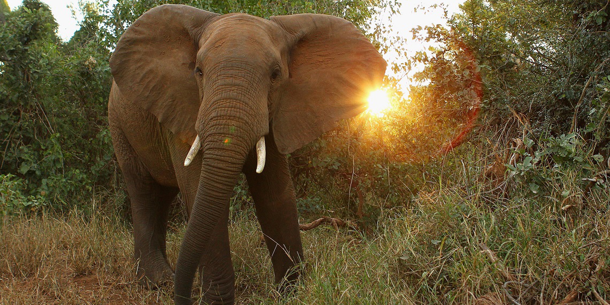 È stato assassinato l’elefante Satao II, uno degli ultimi giganti d ...
