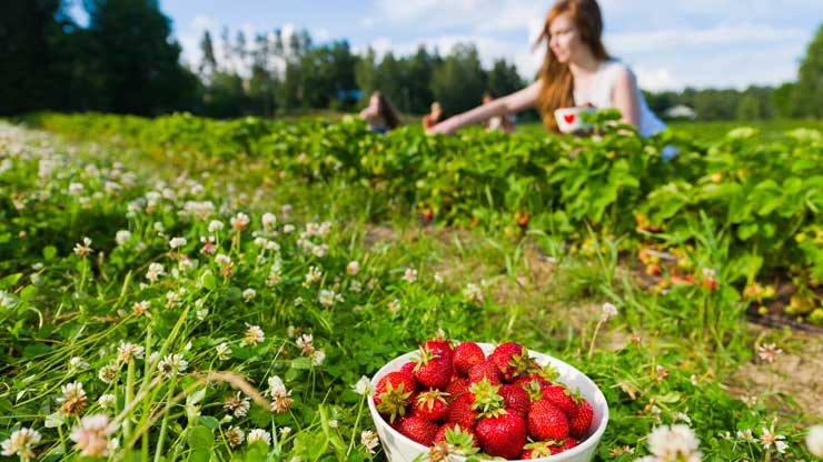 Greenpeace's 7 principles for sustainable agriculture - LifeGate