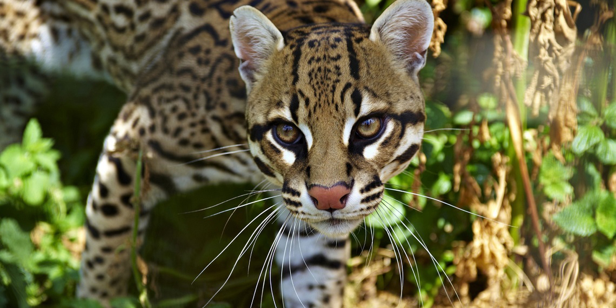 Texas builds road underpasses to save the ocelot