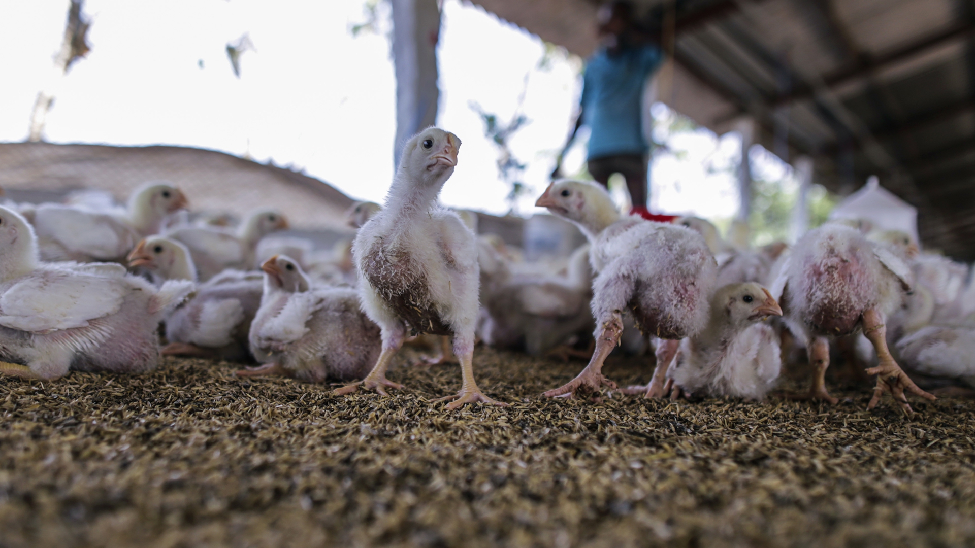 È il momento di fermare l’allevamento dei polli a rapido accrescimento