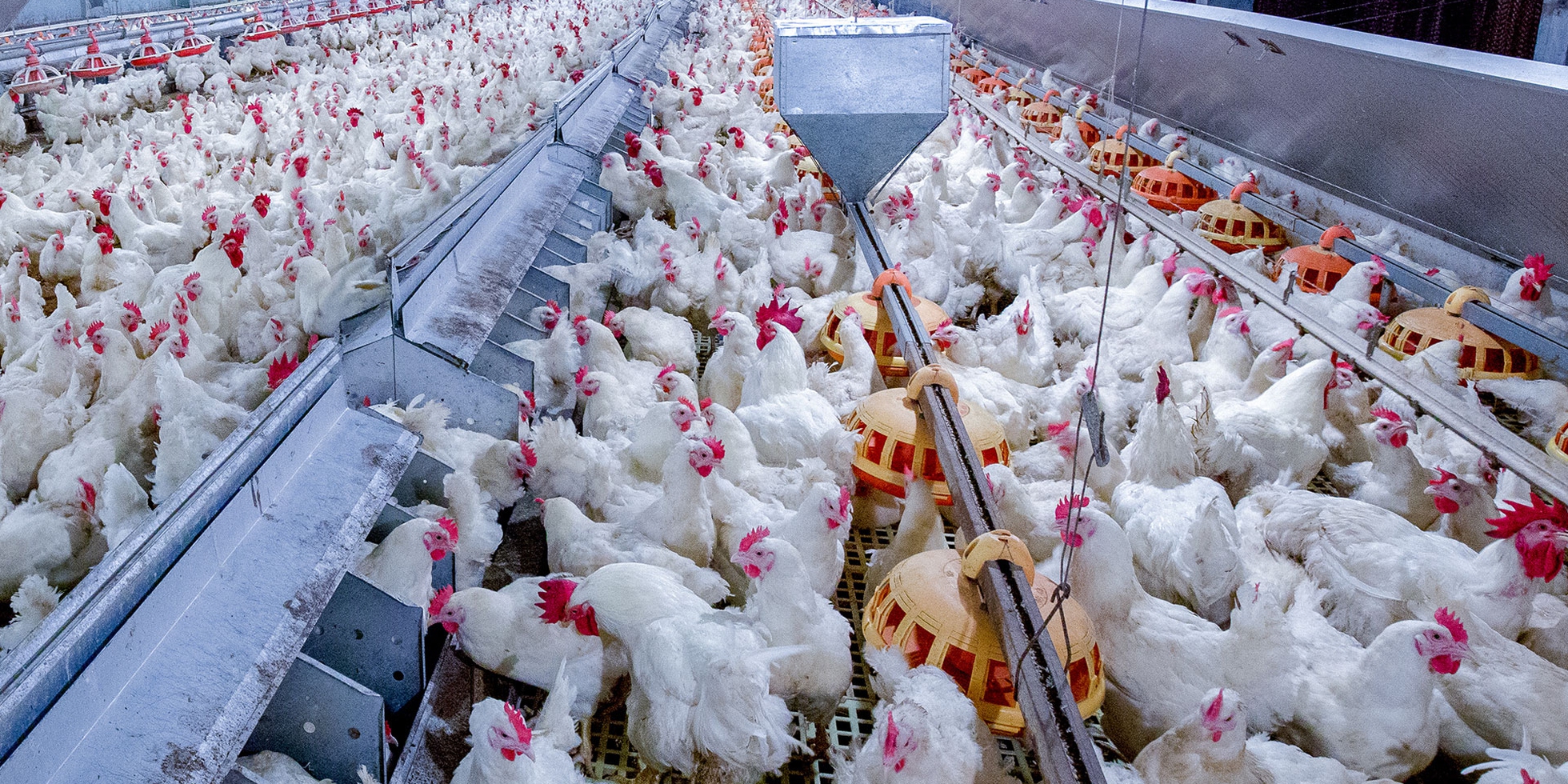 Allevamenti intensivi in Italia, il nord detiene il primato - LifeGate
