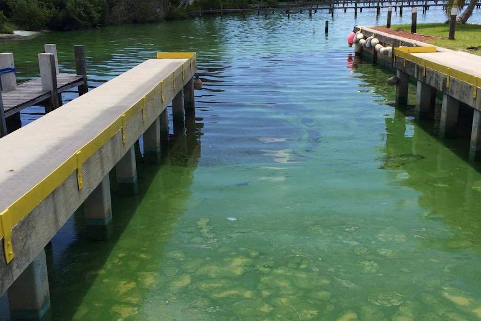 Florida, state of emergency declared as algae blooms threaten local ...