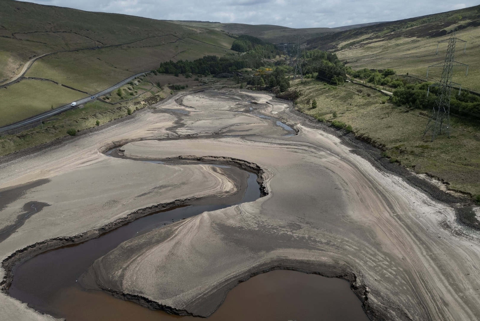 Verbena, guida completa alla coltivazione e alla cura
