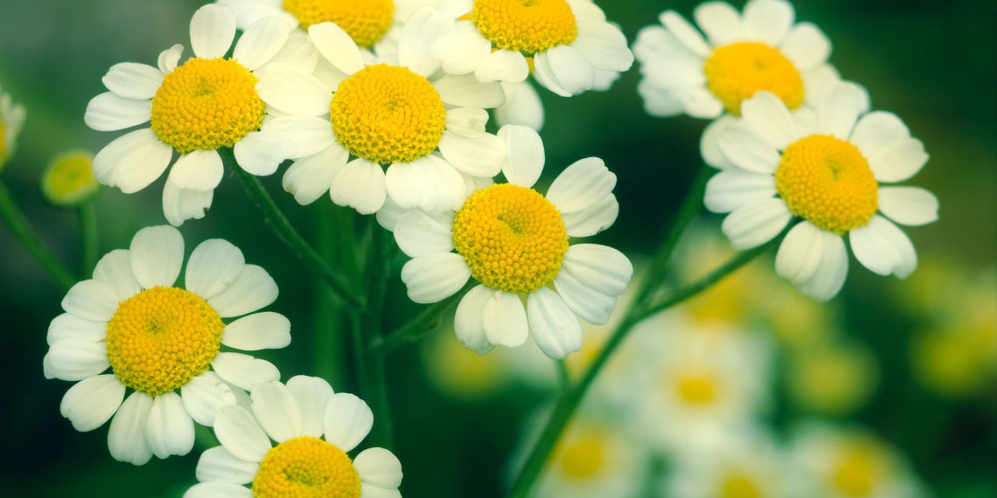 Partenio o tanacetum parthenium, le sue proprietà non solo contro il ...
