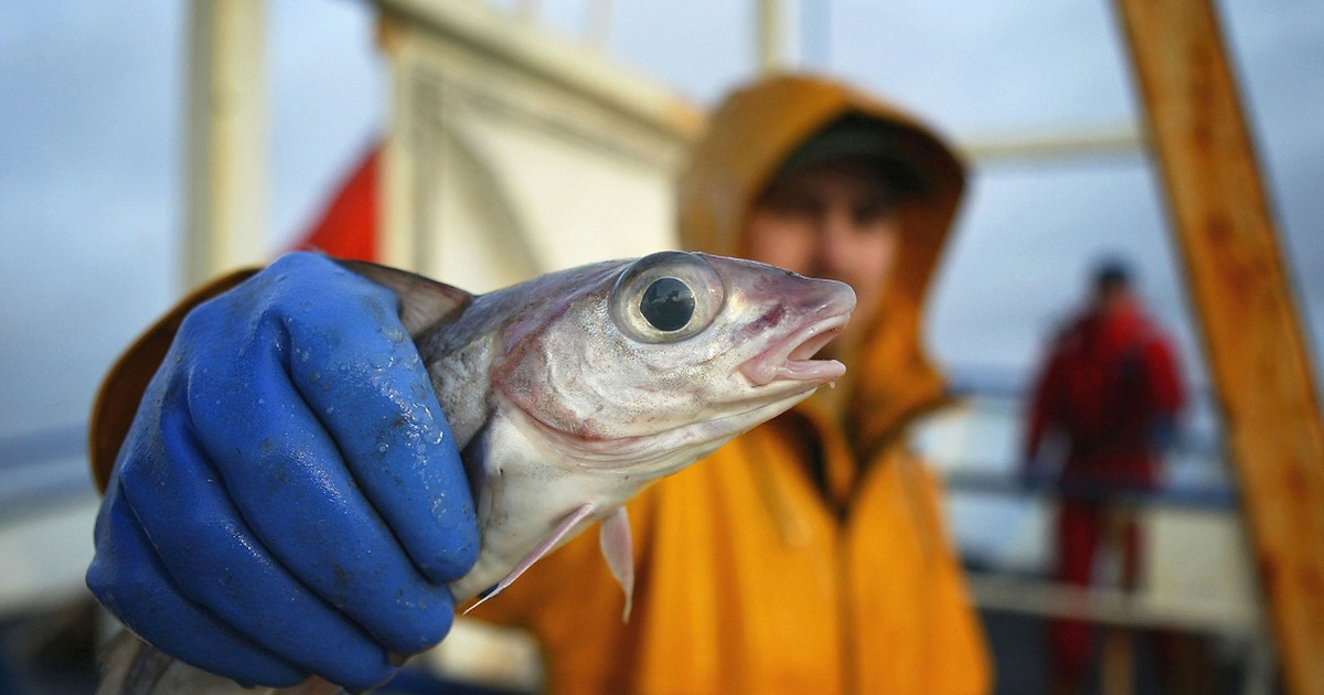 L’Europa è rimasta senza pesce per il resto del 2018 - LifeGate