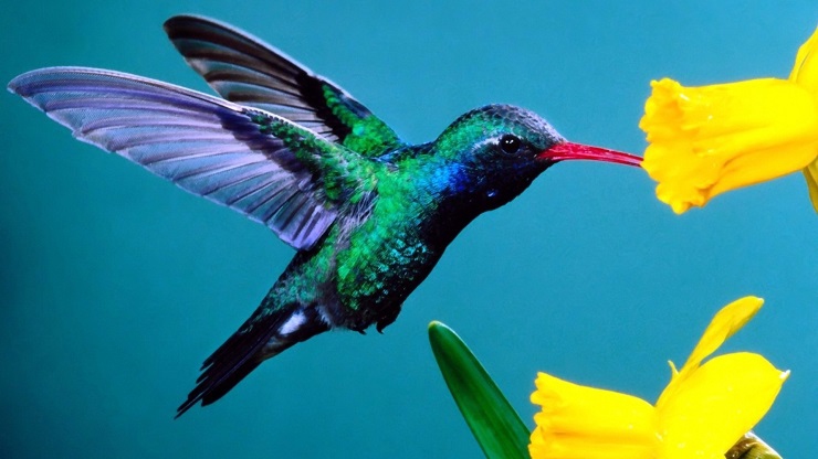 Se la neve si scioglie prima i colibrì sono in pericolo - LifeGate