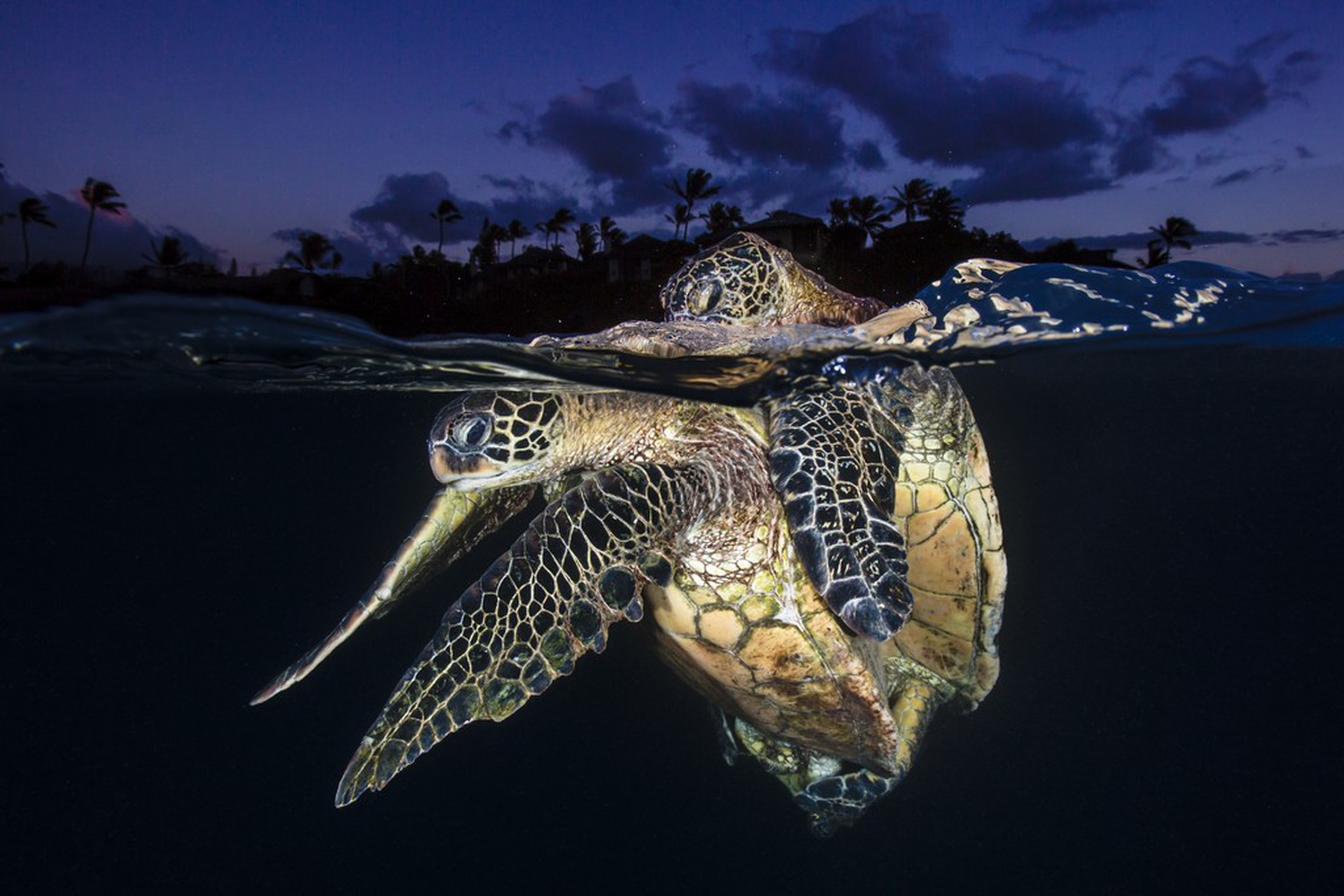 The magic of the marine world in the winning photos of the Underwater ...