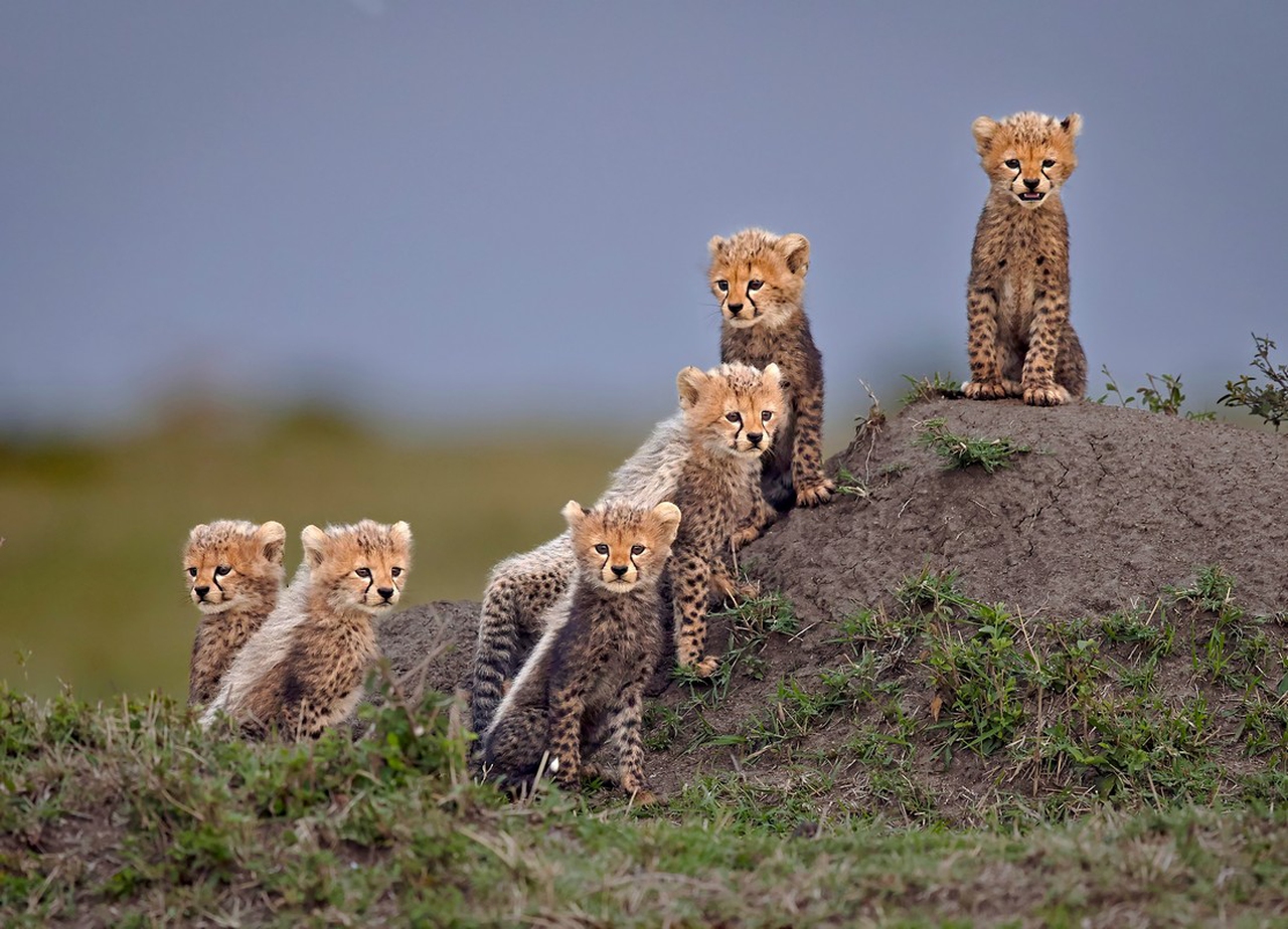 Remembering Cheetahs, le foto del concorso fotografico che protegge i ...