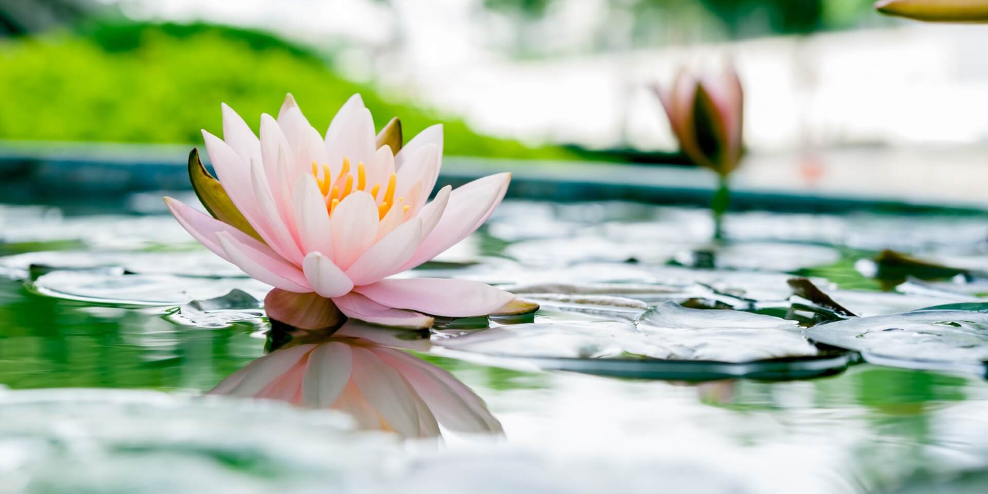 Coltivare il fiore di loto (Nelumbo nucifera): guida e consigli pratici
