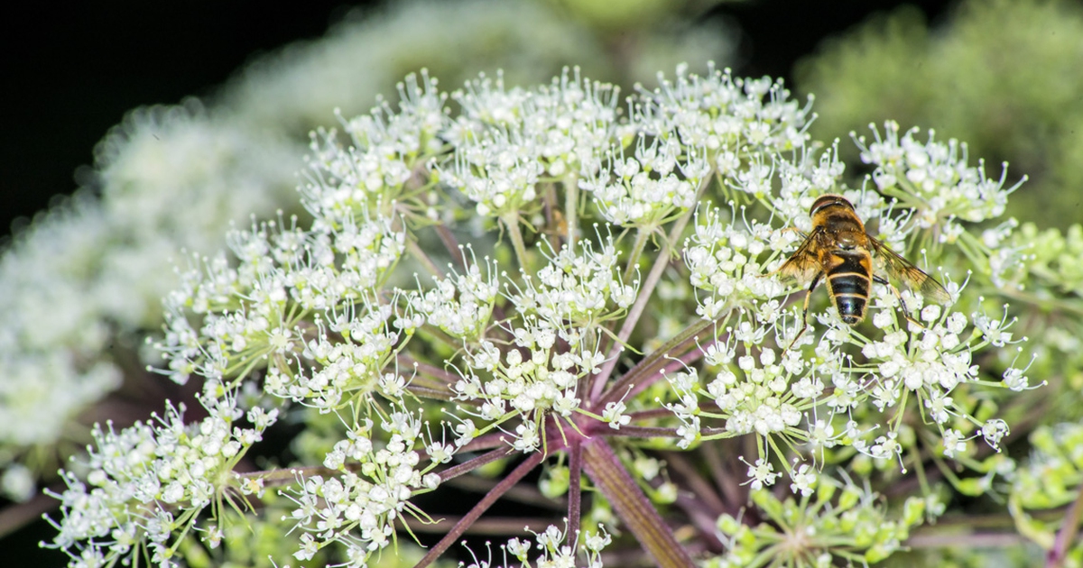 Angelica Sinensis, proprietà e usi dell'angelica cinese - LifeGate