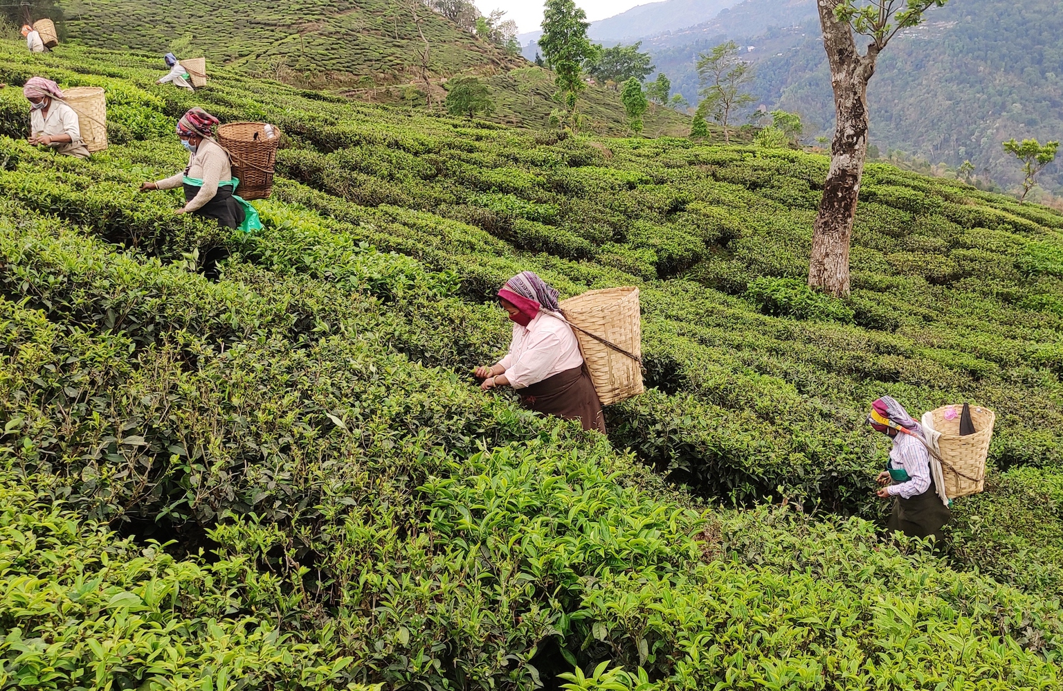 Poverty among Indian tea workers is laid bare by the Covid-19 pandemic ...