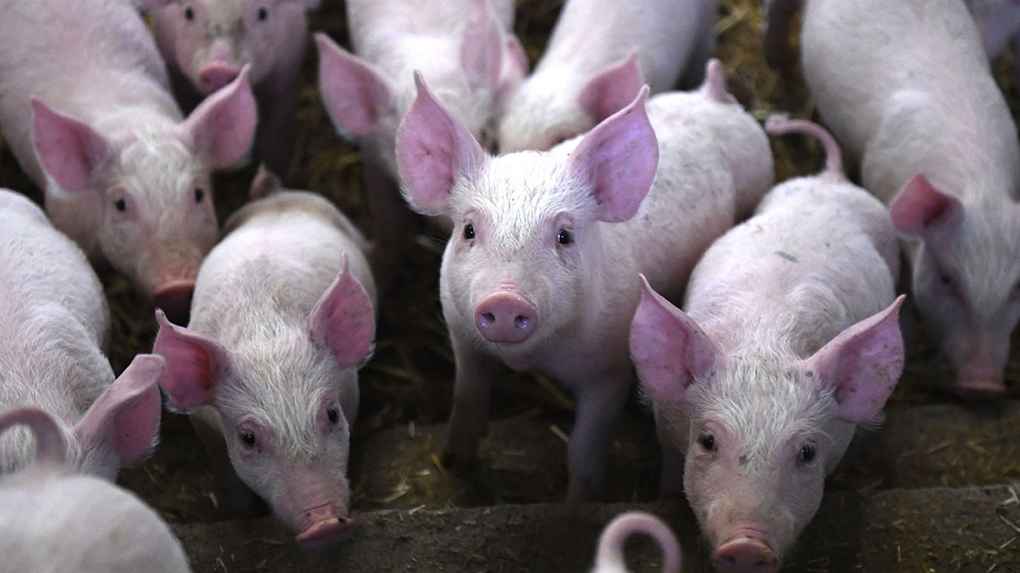 M6nths, mettiamoci per 12 minuti nei panni di un maialino d'allevamento ...