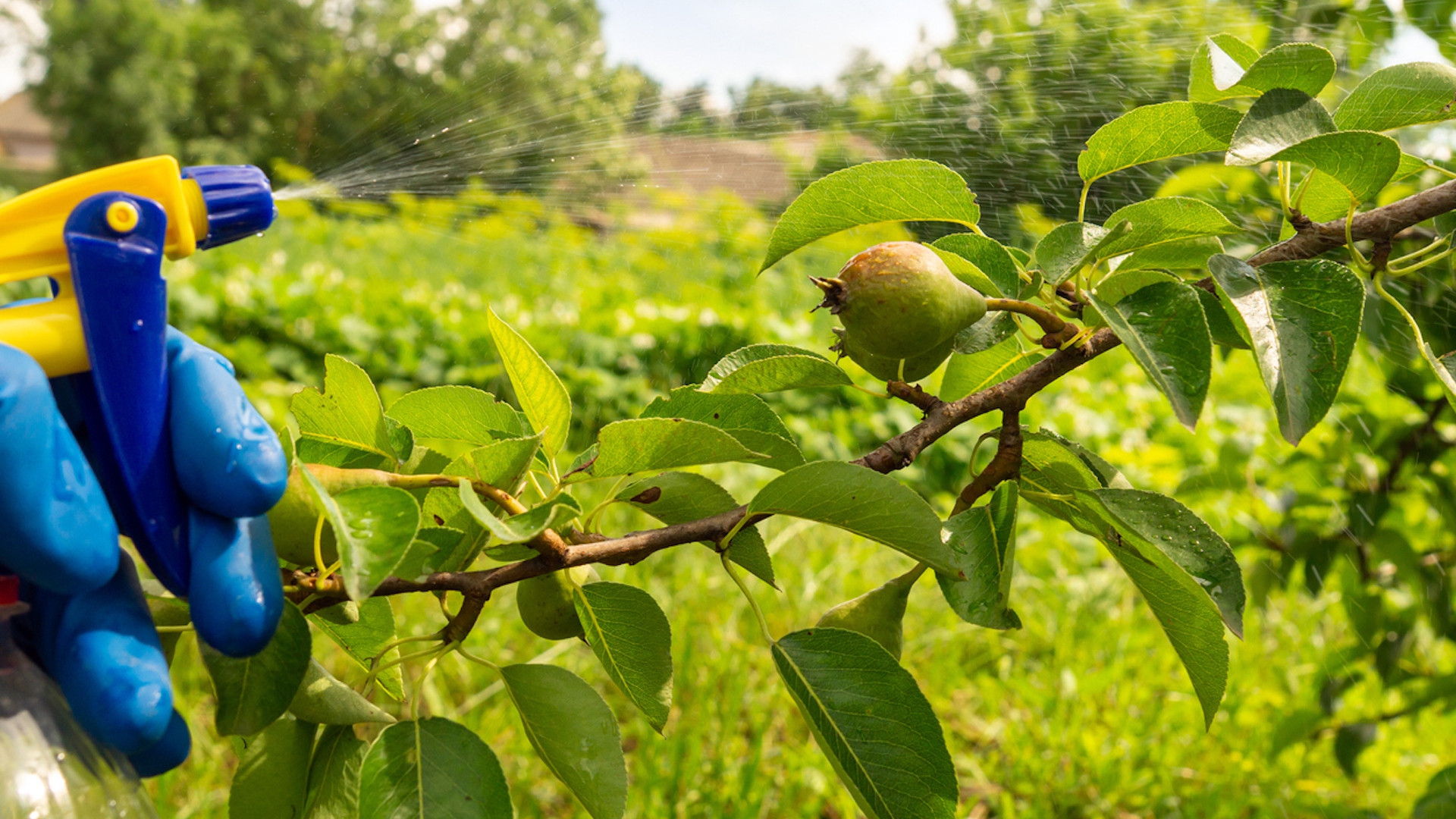 Pesticidi nel piatto: in aumento la percentuale di cibo contaminato ...