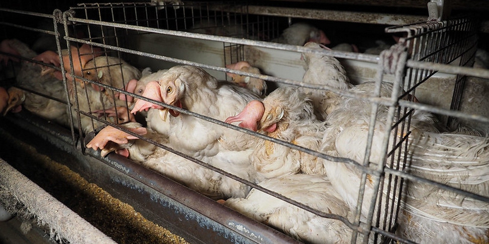 Perché è necessario eliminare le gabbie negli allevamenti di galline ...