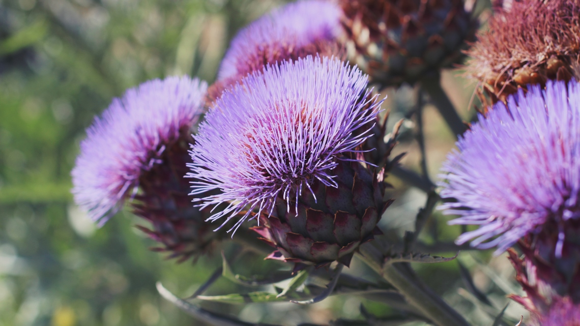 Cardo mariano, cura di giovinezza per il fegato - LifeGate