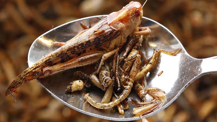 Even in western countries people used to eat bugs - LifeGate