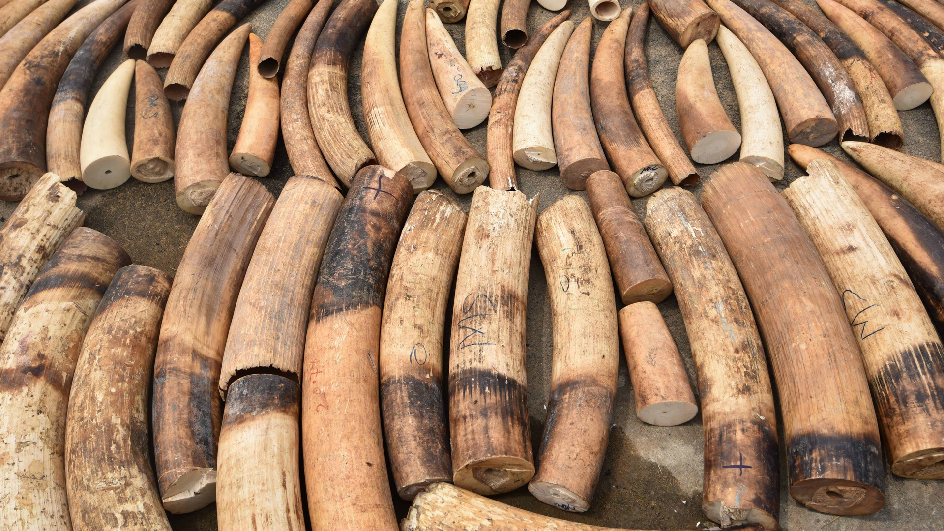 Il Regno Unito mette un divieto assoluto al commercio di avorio - LifeGate