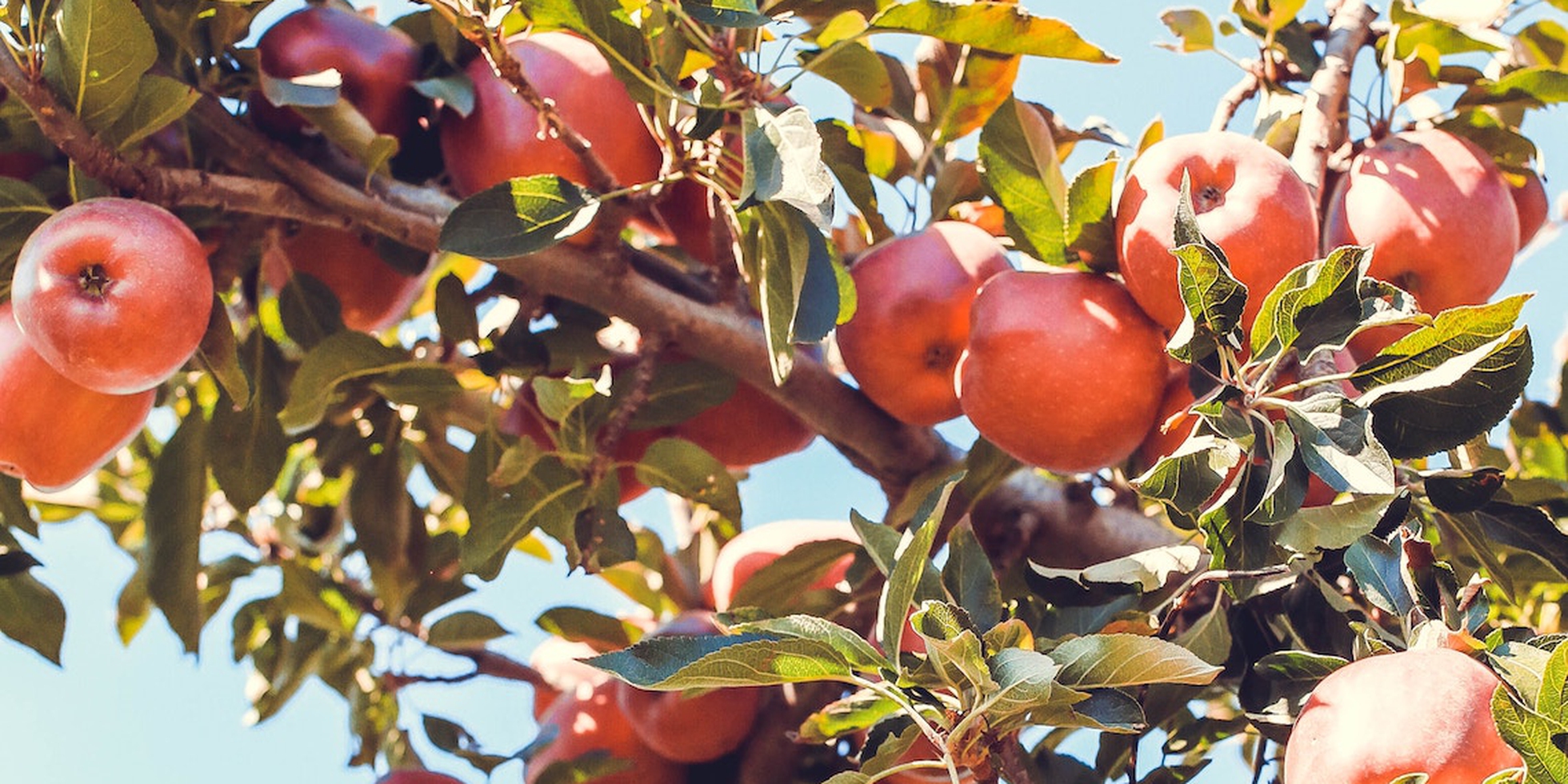Traditional orchards are our past and future. Promoting biodiversity ...