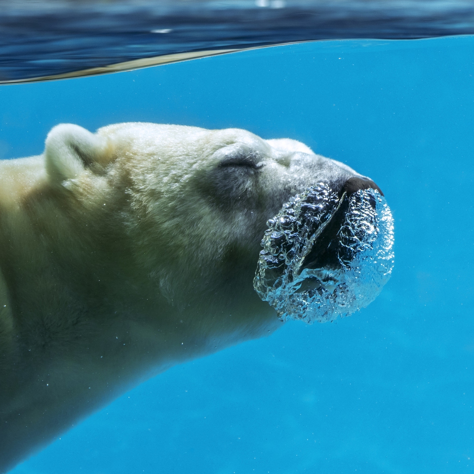 Why is water important? Glossary: instinct and matter - LifeGate