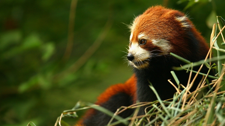 Il panda minore, quello rosso, come non l'avete mai visto