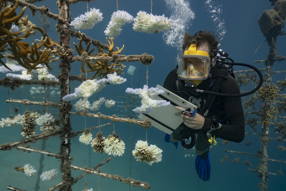 Historic High Seas Treaty signed to protect the world's oceans - LifeGate