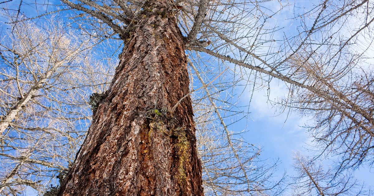 Le conifere sono gli alberi più efficaci per contrastare l'inquinamento ...