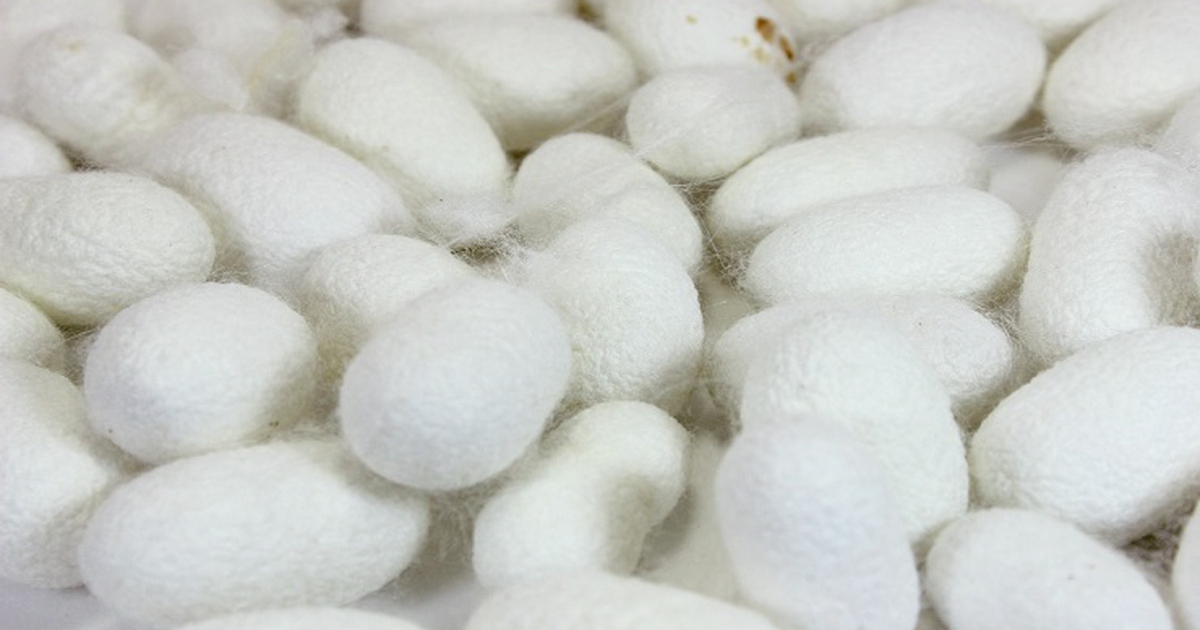 Arriva in Italia la seta biologica - LifeGate