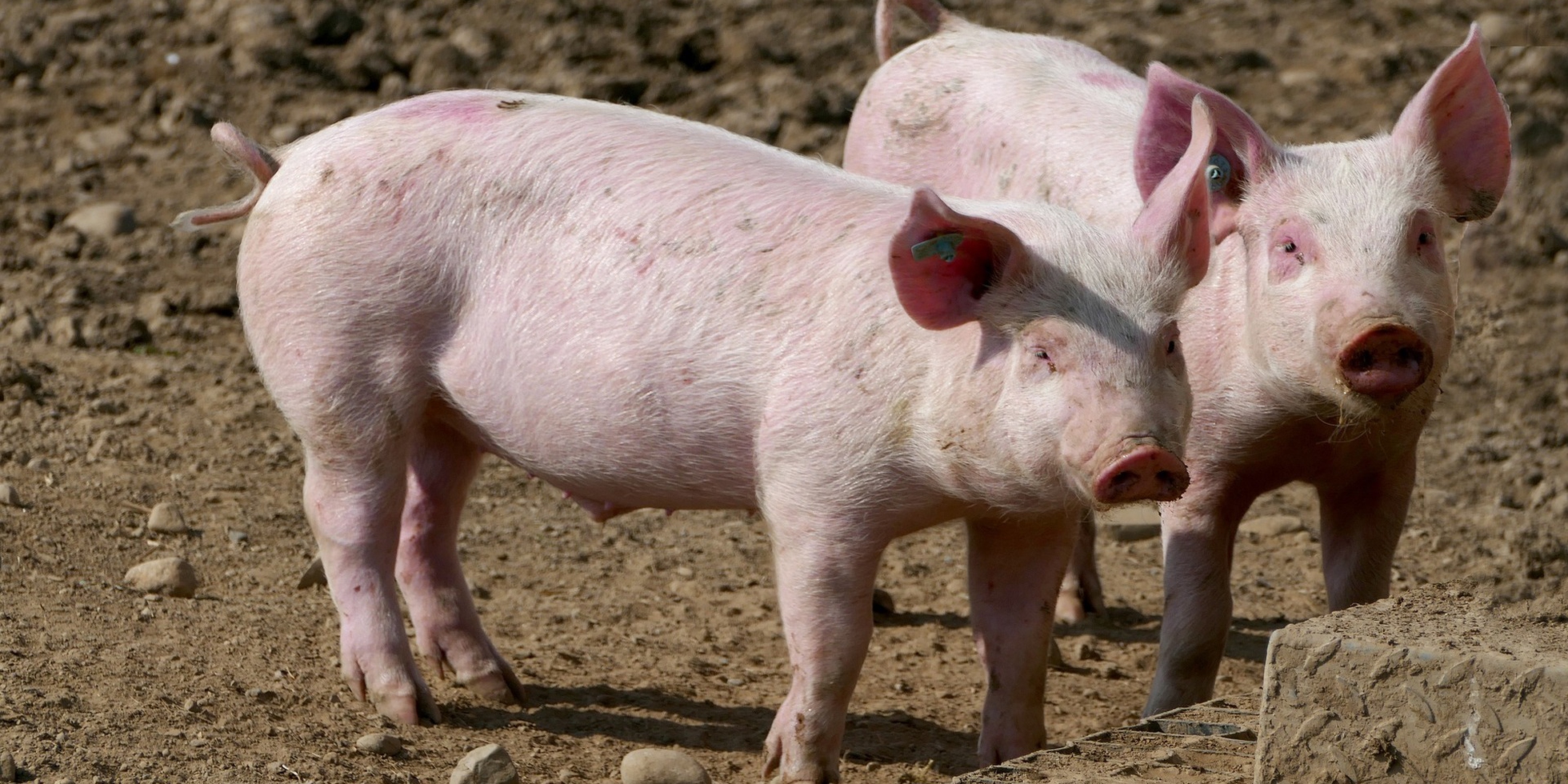 I maiali non sono prosciutti, come ci aiutano a guarire - LifeGate