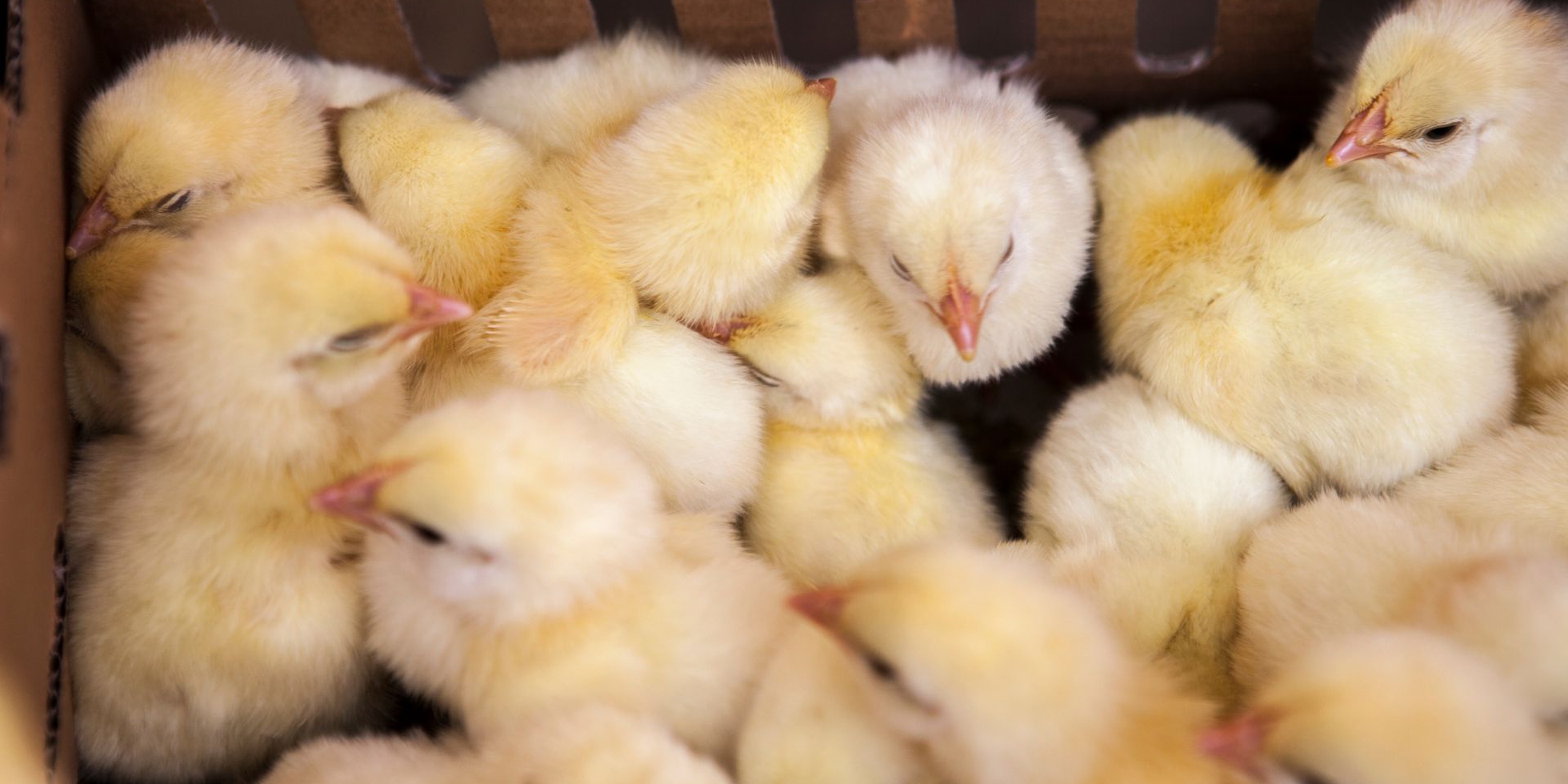 Pulcini maschi: approvato il decreto ma ci sono dei rischi - LifeGate
