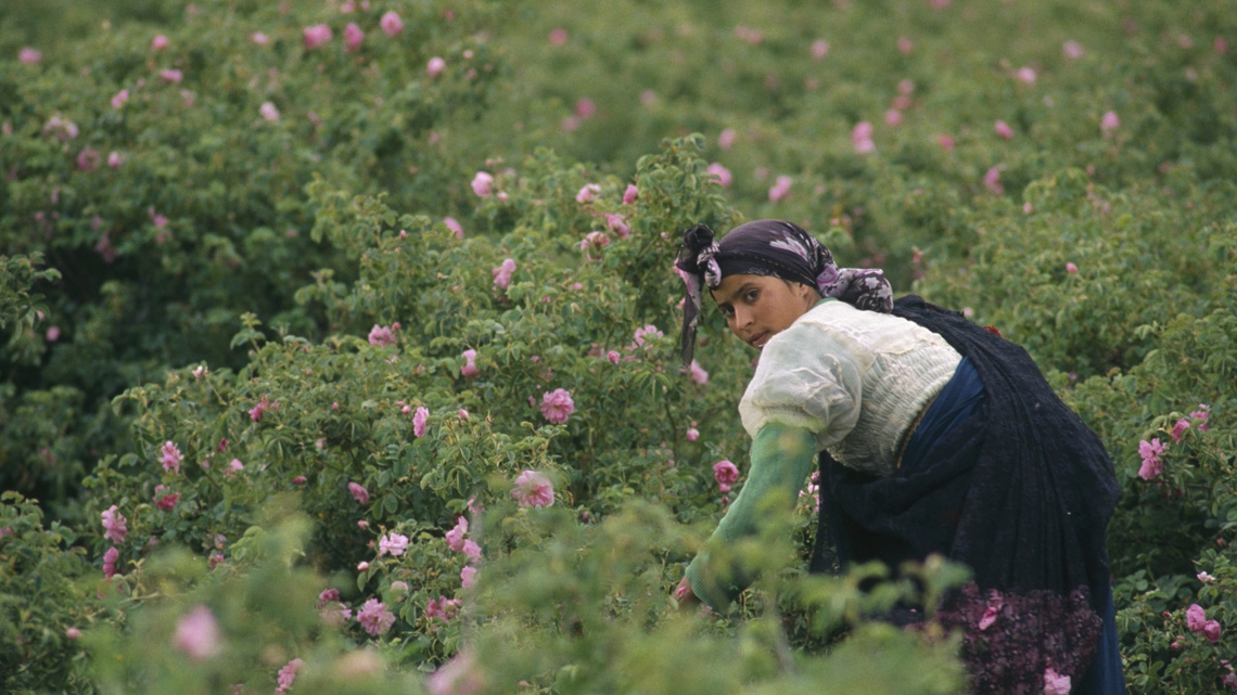 Marocco, il riscatto delle donne berbere in una rosa - LifeGate
