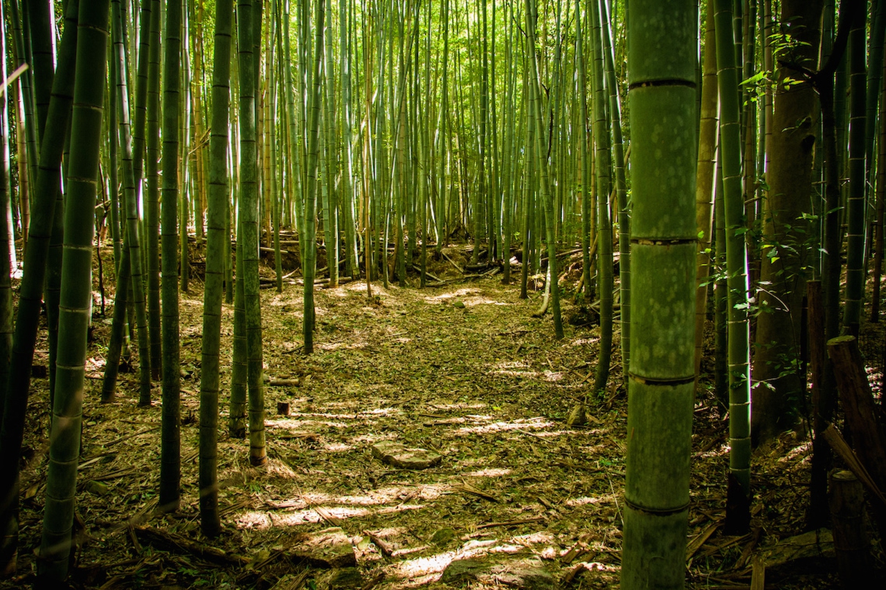 The bamboo forest of Sagano has beautiful sounds that must be preserved ...